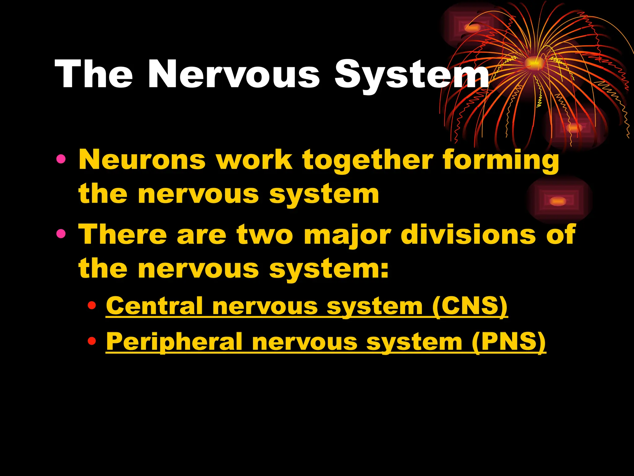 how does the-nervous-system-powerpoint.ppt