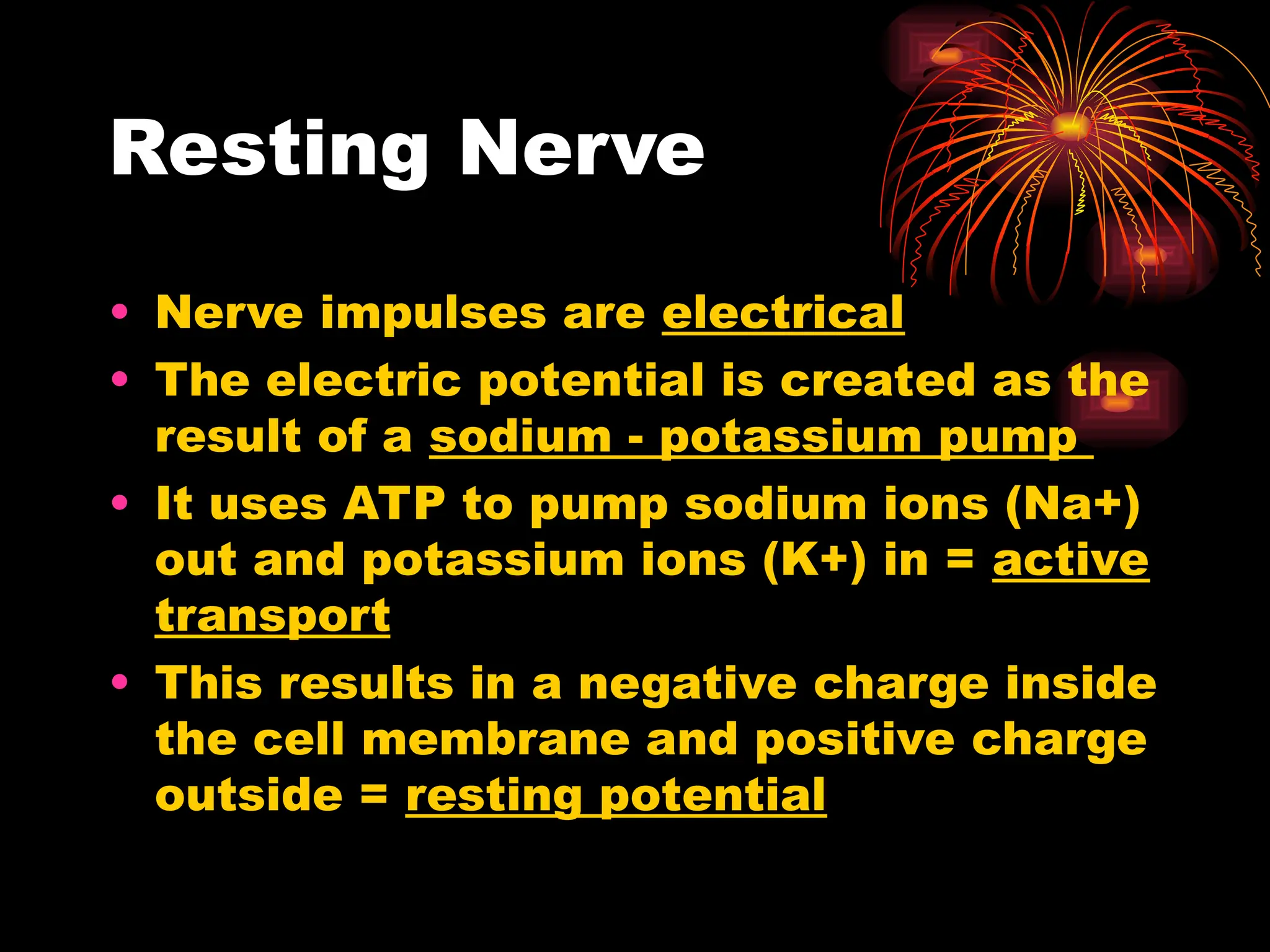 how does the-nervous-system-powerpoint.ppt