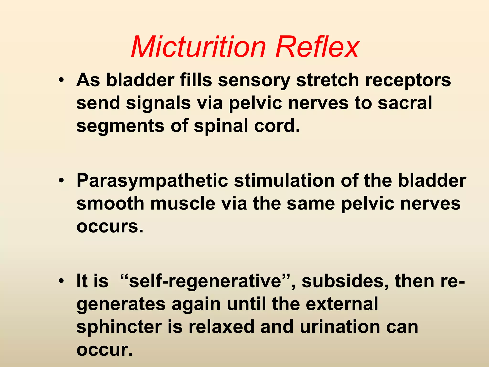 Physiology-of-micturition-reflex | PDF