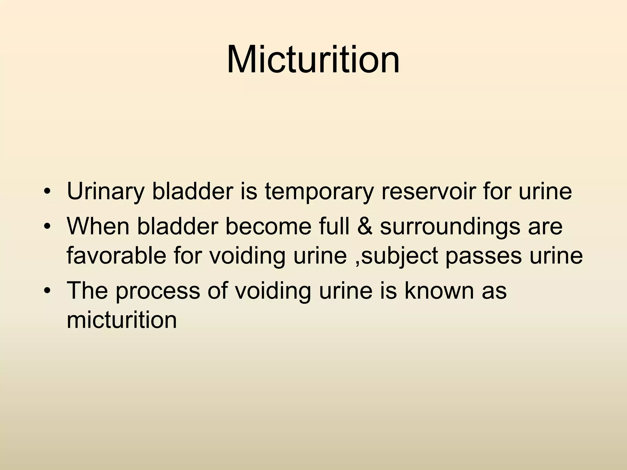 Physiology-of-micturition-reflex | PDF