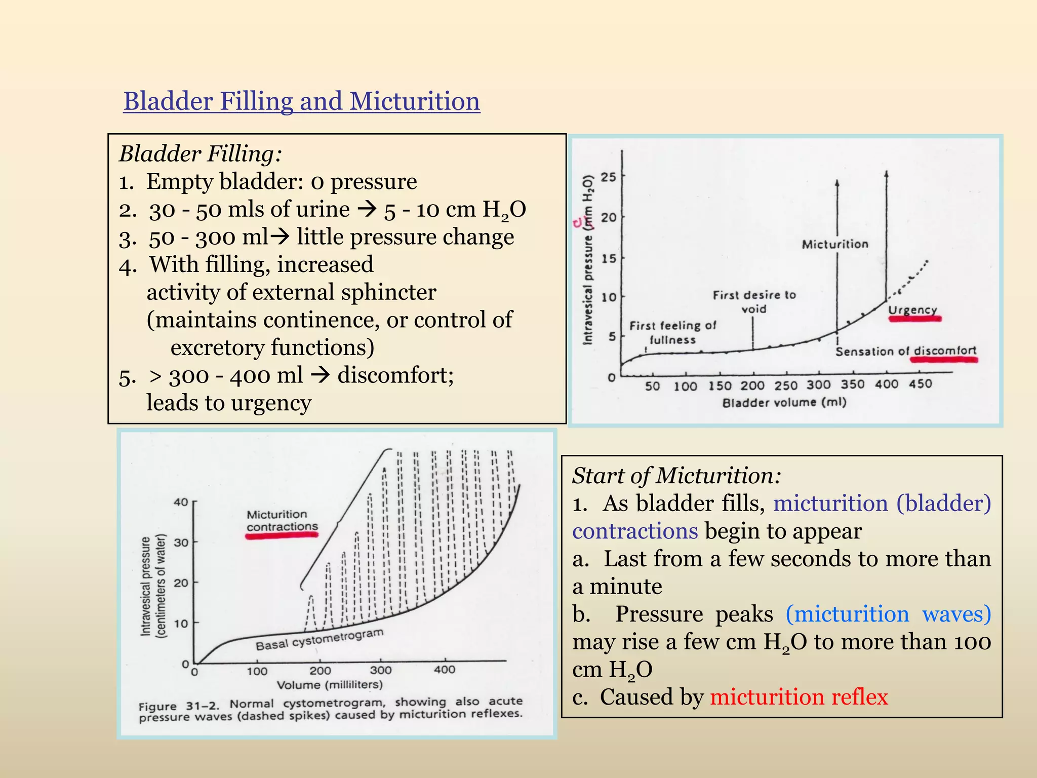 Physiology-of-micturition-reflex | PDF