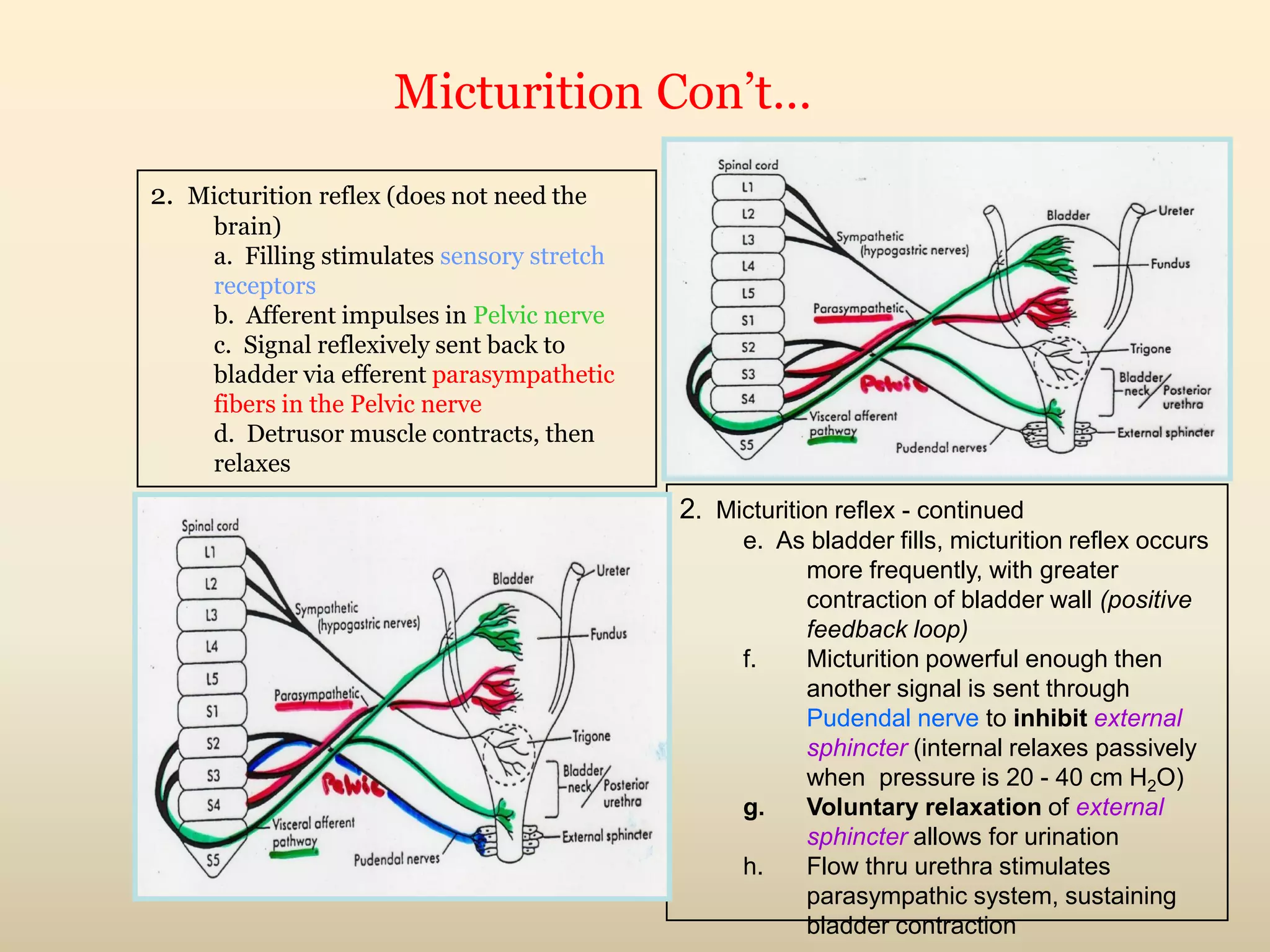 Physiology-of-micturition-reflex | PDF