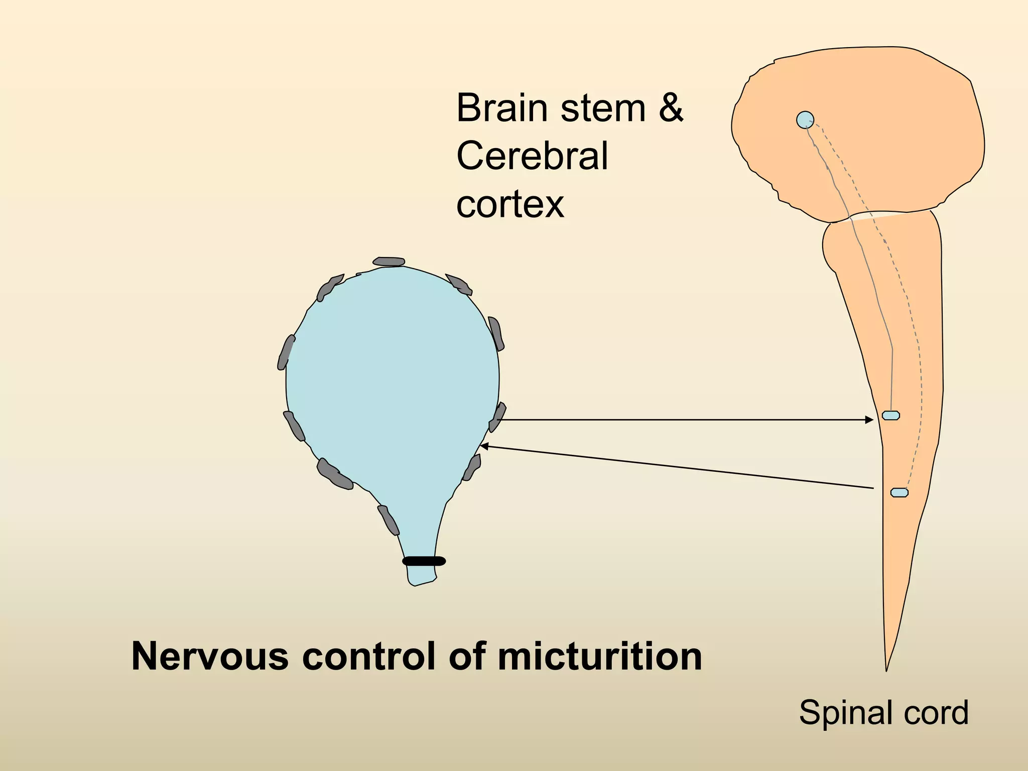 Physiology-of-micturition-reflex | PDF