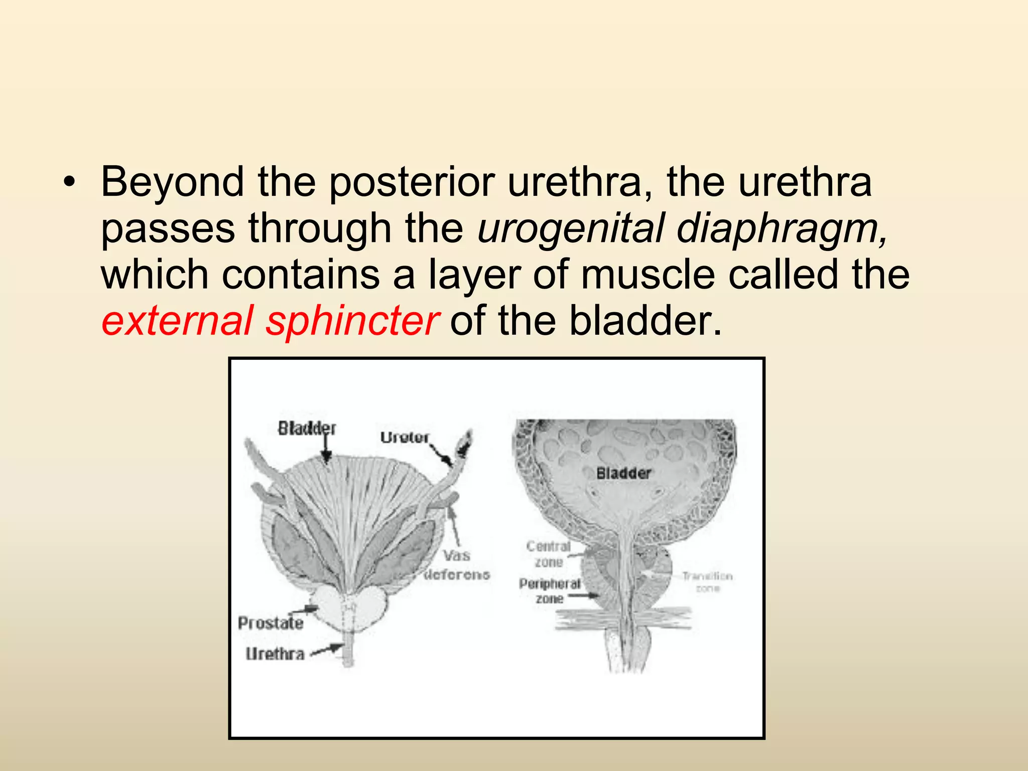 Physiology-of-micturition-reflex | PDF