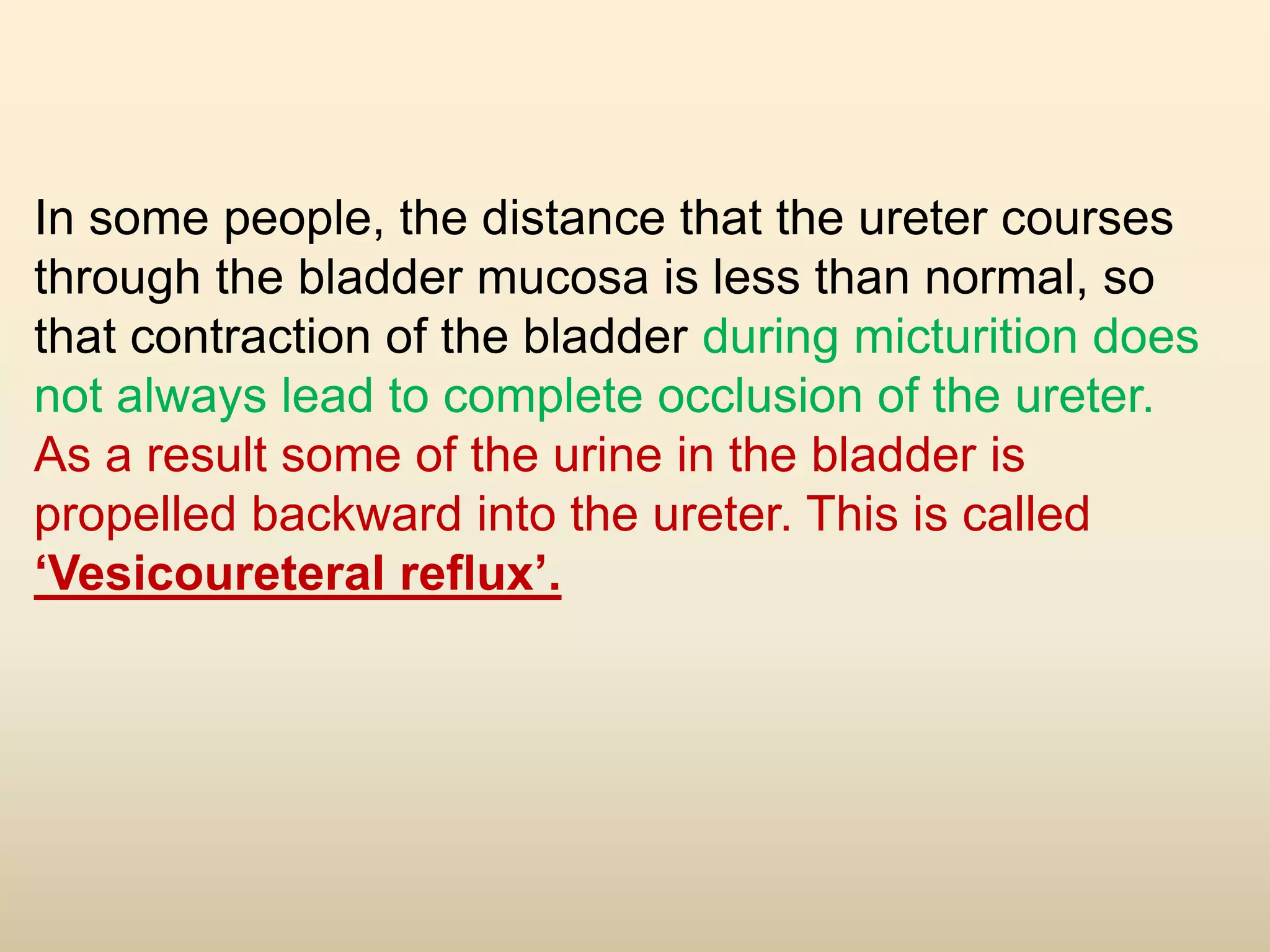 Physiology-of-micturition-reflex | PDF