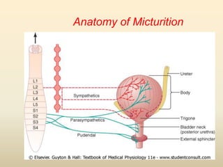 Physiology-of-micturition-reflex | PDF
