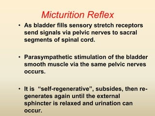 Physiology-of-micturition-reflex | PDF