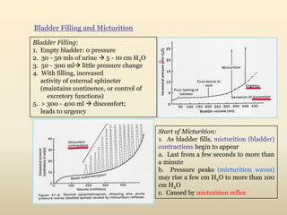 Physiology-of-micturition-reflex | PDF