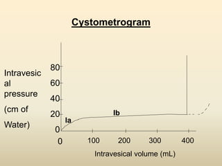 Physiology-of-micturition-reflex | PDF