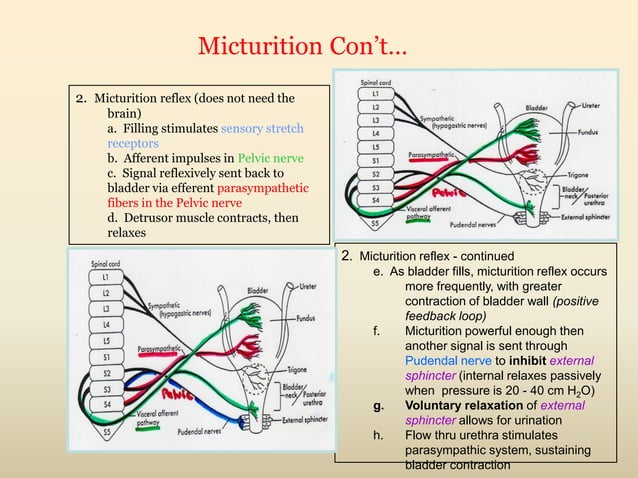 Physiology-of-micturition-reflex | PDF