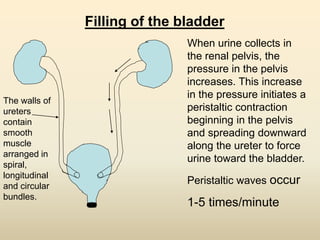 Physiology-of-micturition-reflex | PDF