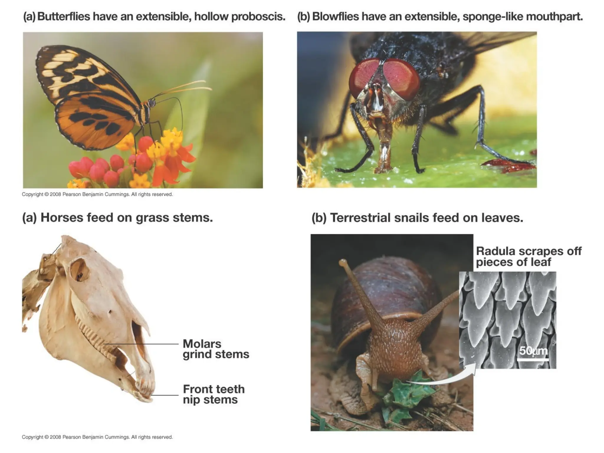 Biology - Animals: Classification, Evolution, Types | PPT