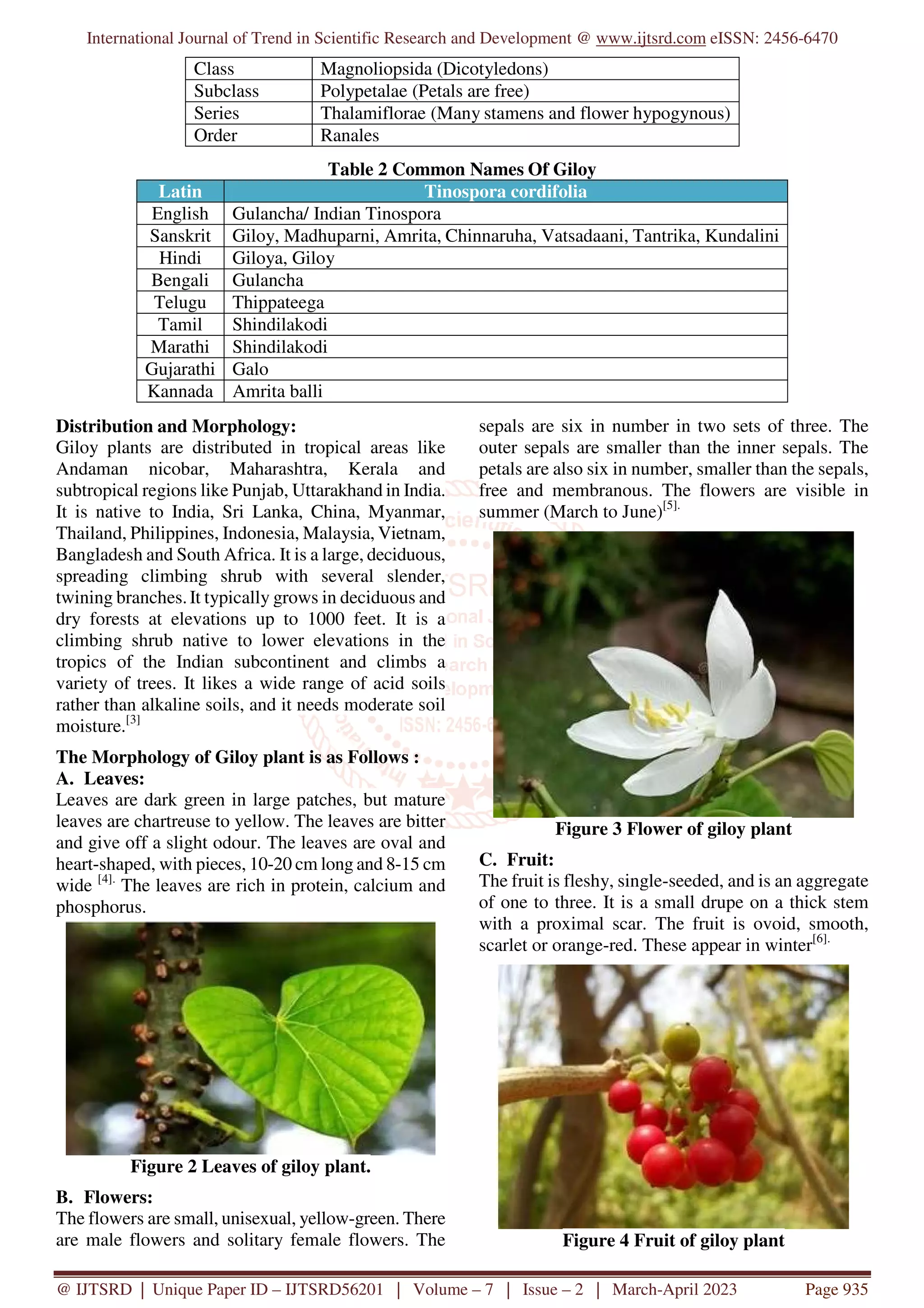 Tinospora Cordifolia A Green Treasure | PDF