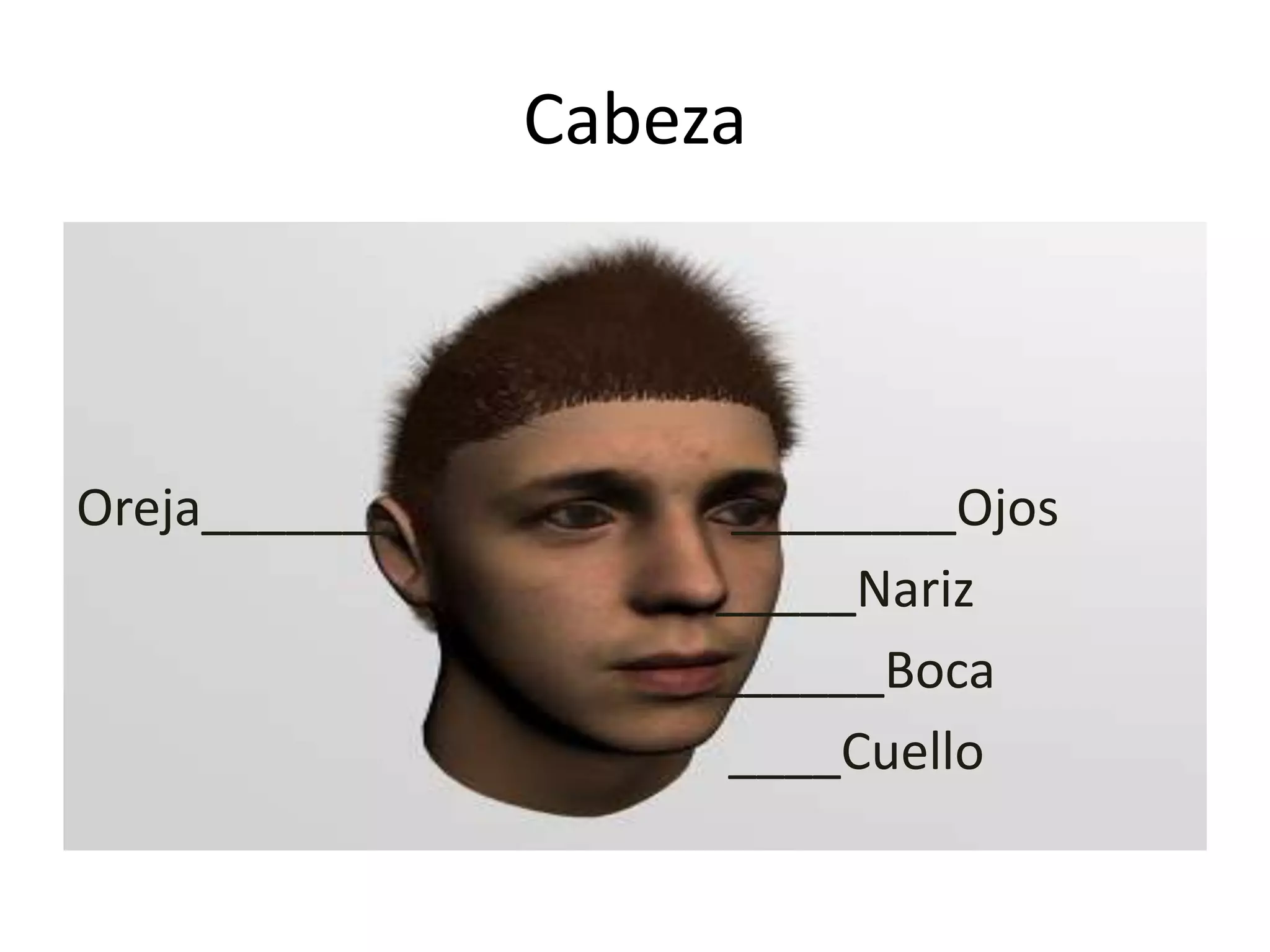 Partes Del Cuerpo Ppt
