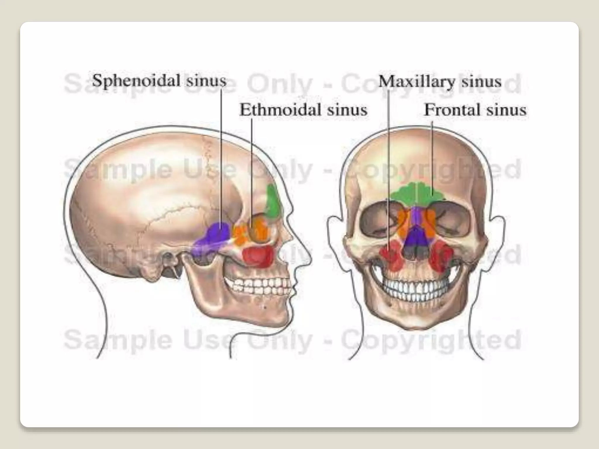 FRONTAL SINUS | PPTX