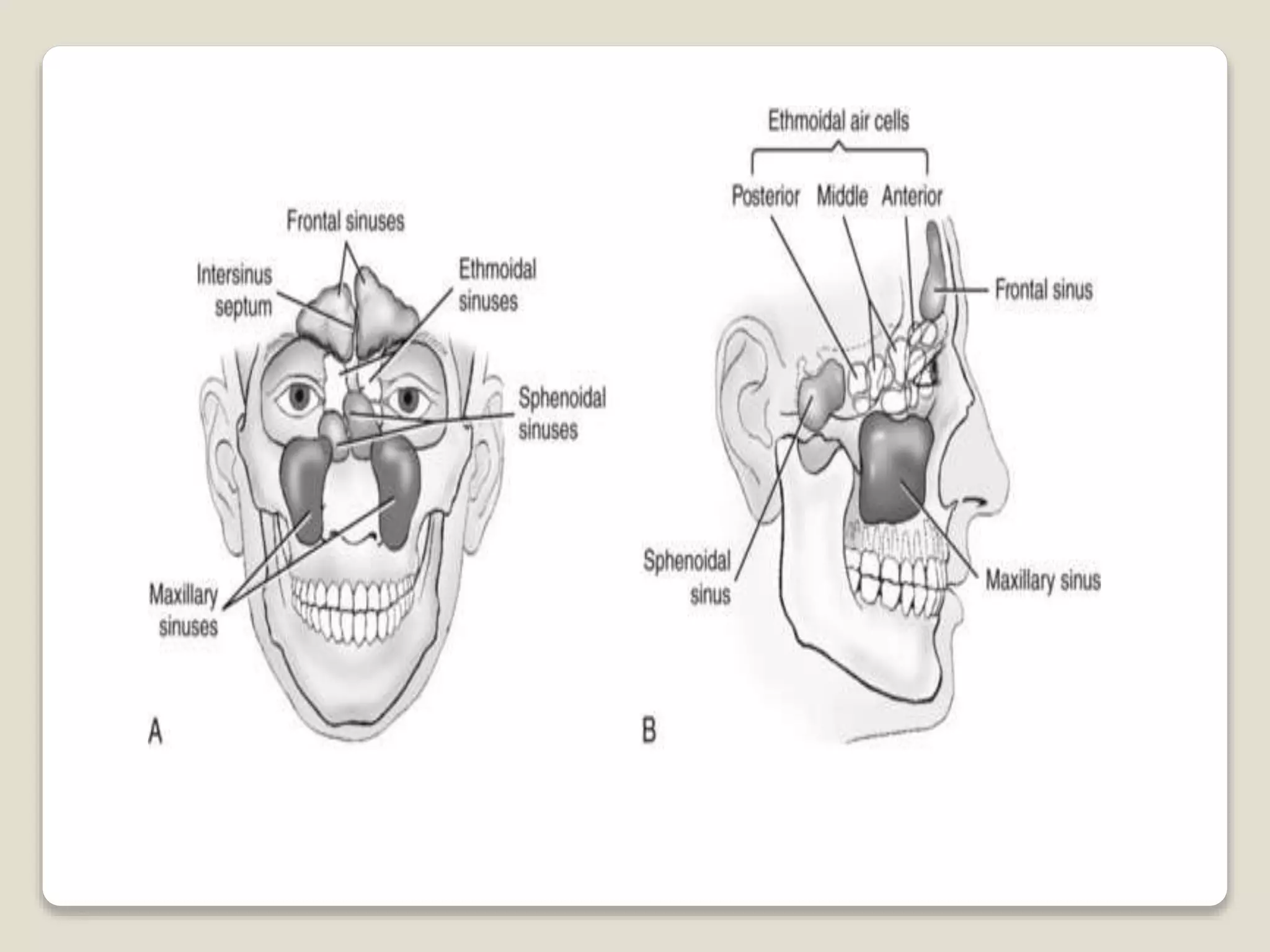 FRONTAL SINUS | PPTX