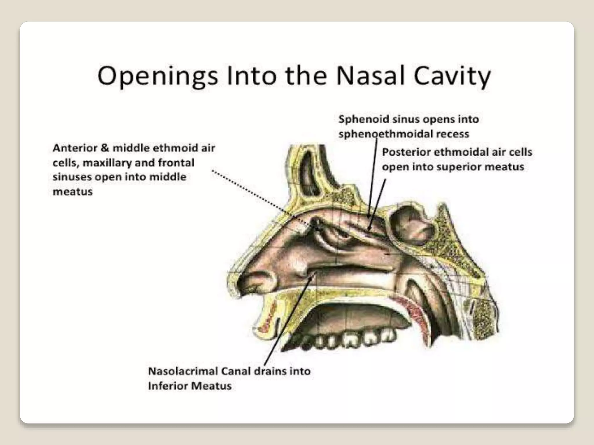 FRONTAL SINUS | PPTX