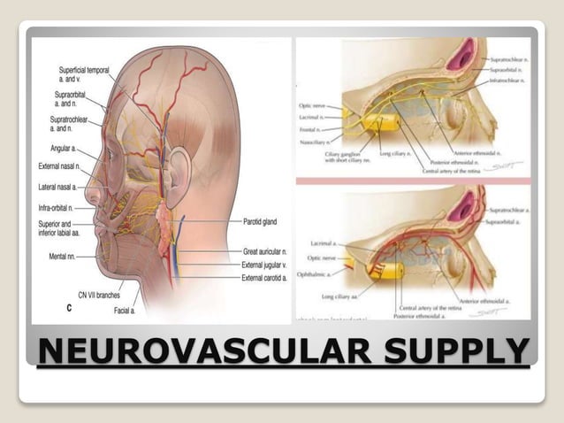FRONTAL SINUS | PPTX