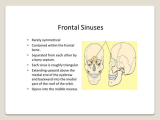FRONTAL SINUS | PPTX