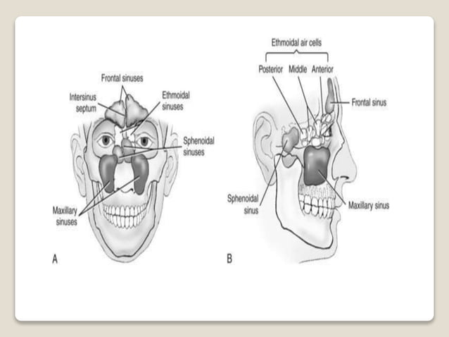 FRONTAL SINUS | PPTX
