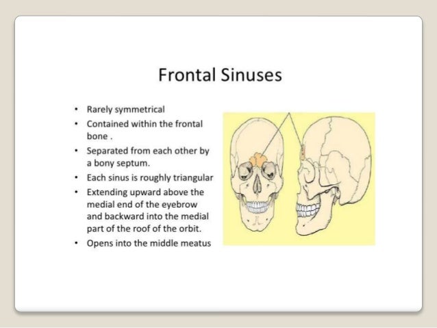 FRONTAL SINUS