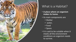 Habitats | Science presentation for Grade 7th by M.Hassaan Anjum | PPTX