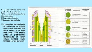 Biología de la célula II Partes, clasificación | PDF