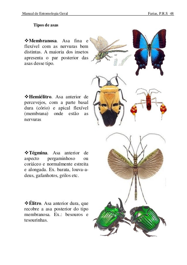 123488503 entomologia-geral