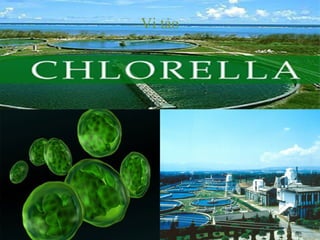 [123doc] - tim-hieu-vi-tao-chlorella.pdf