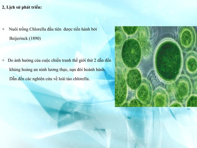 [123doc] - tim-hieu-vi-tao-chlorella.pdf