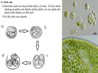 [123doc] - tim-hieu-vi-tao-chlorella.pdf