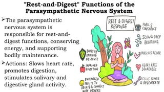Autonomic nervous system PHARMA! - ppt.pptx