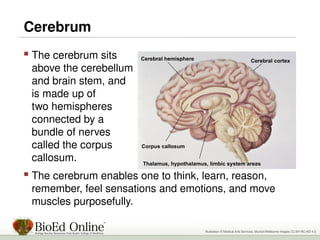 Brain view and its functions and lobes and their diagrams | PPTX