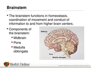 Brain view and its functions and lobes and their diagrams | PPTX