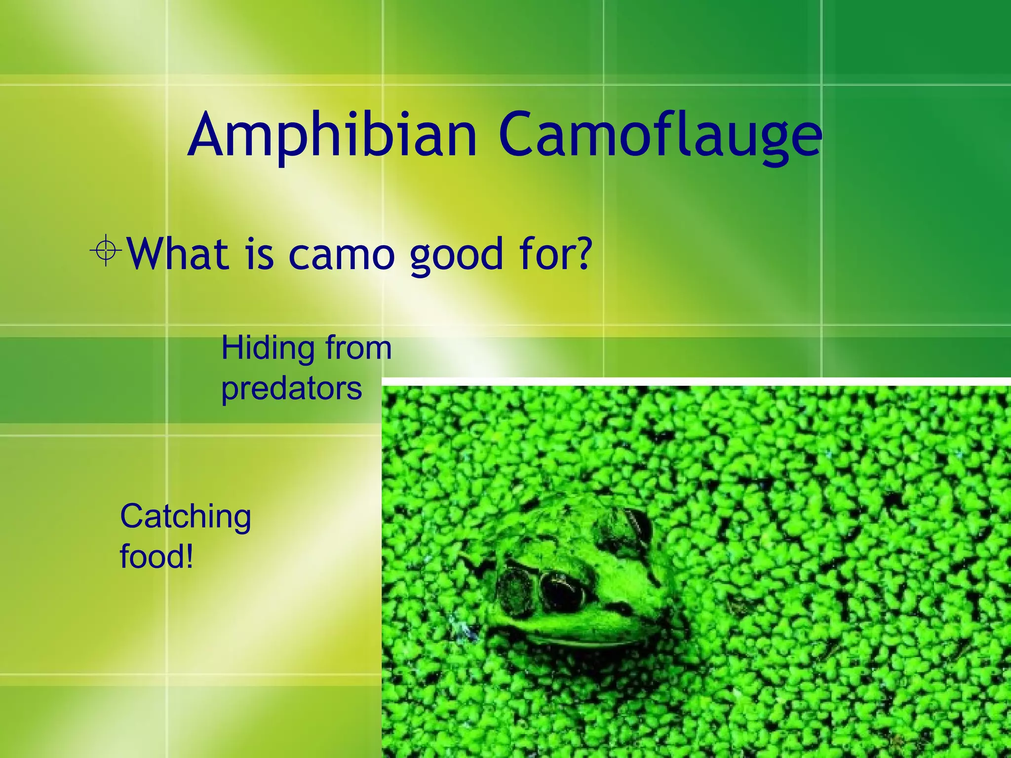 12 3 Amphibians | PPT