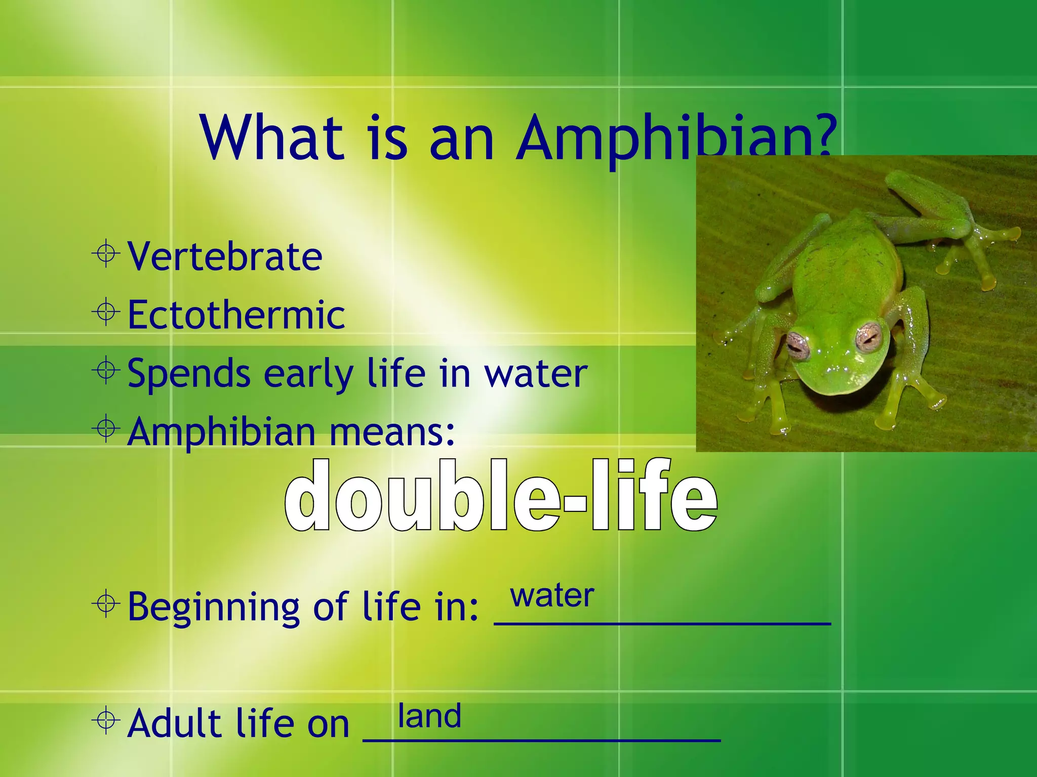 12 3 Amphibians | PPT