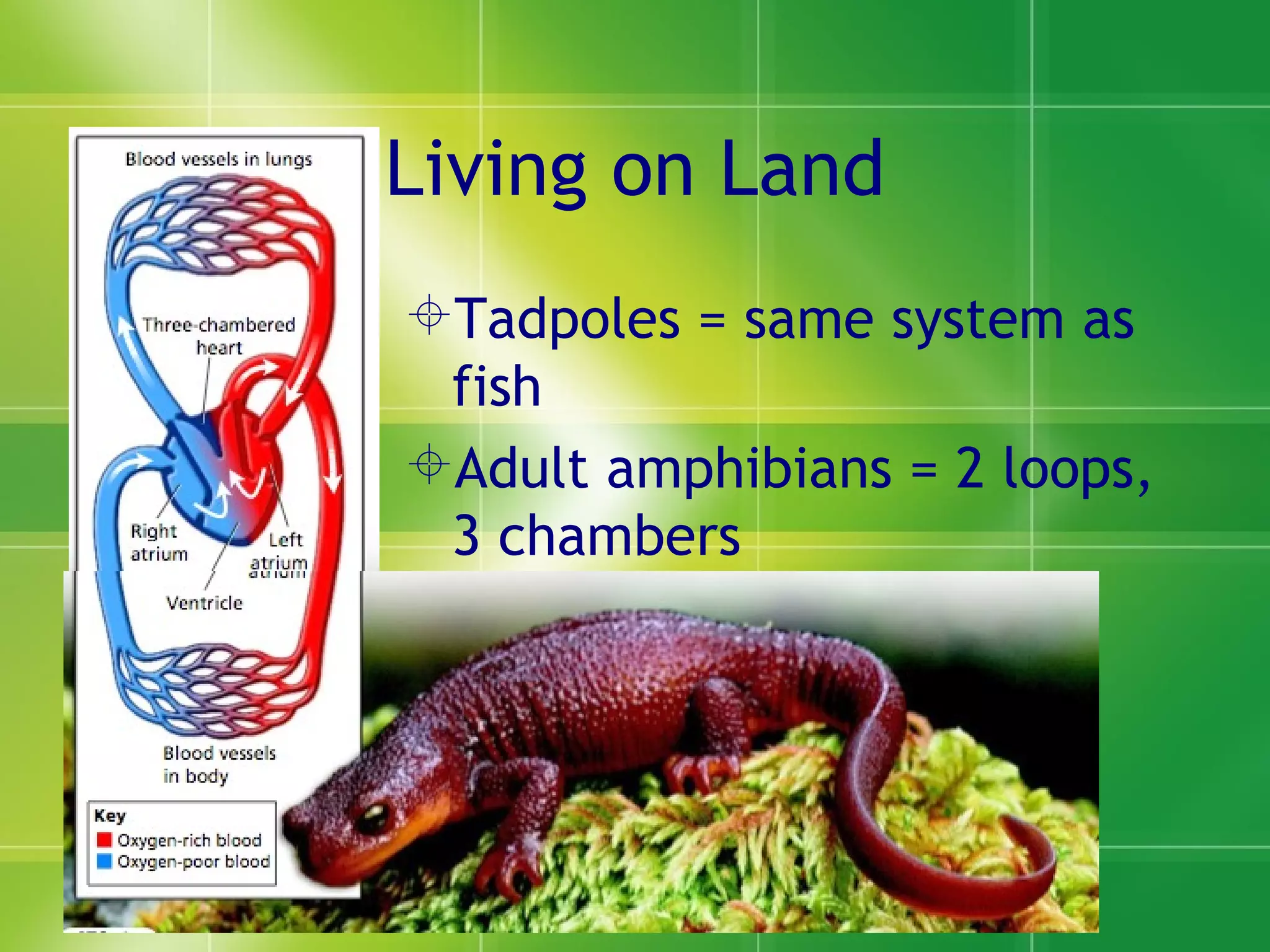 12 3 Amphibians | PPT