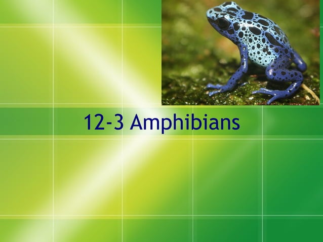 12 3 Amphibians | PPT