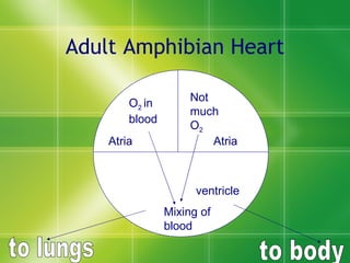 12 3 Amphibians | PPT