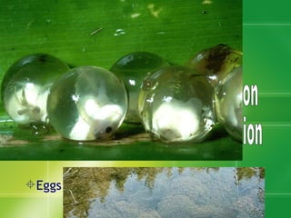 12 3 Amphibians | PPT