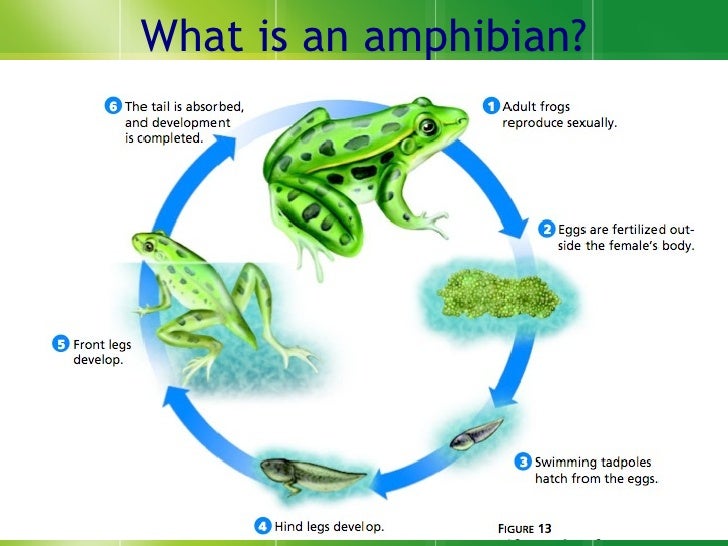 12 3 Amphibians