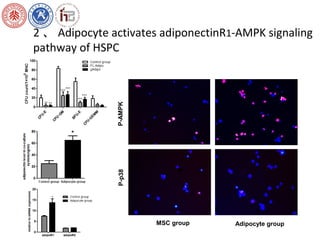 Adipocytes and stem cell engraftment | PPT