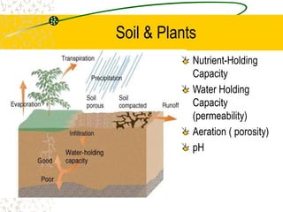 soil and plant growth 12423241.ppt