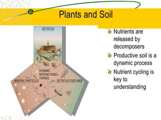soil and plant growth 12423241.ppt