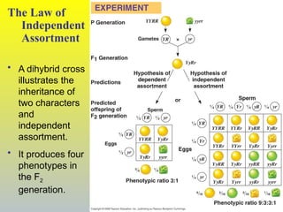 Molecular Mechanism of DNA replication Prokaryotes | PPT