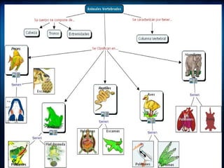 ANIMALES VERTEBRADOS | PPT