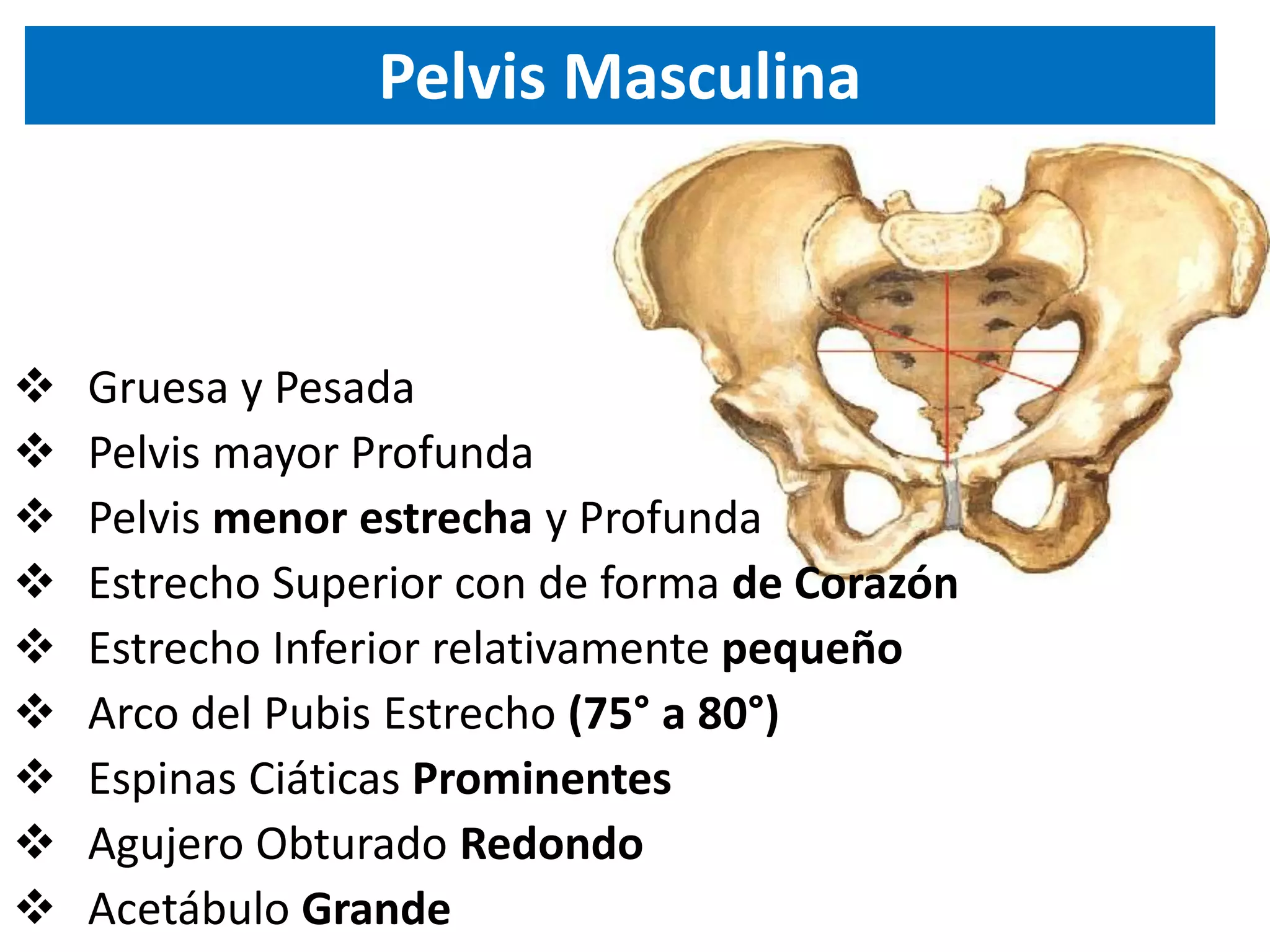 126054964 pelvis-osea-y-pelvimetria-raul-martinez-pdf | PDF