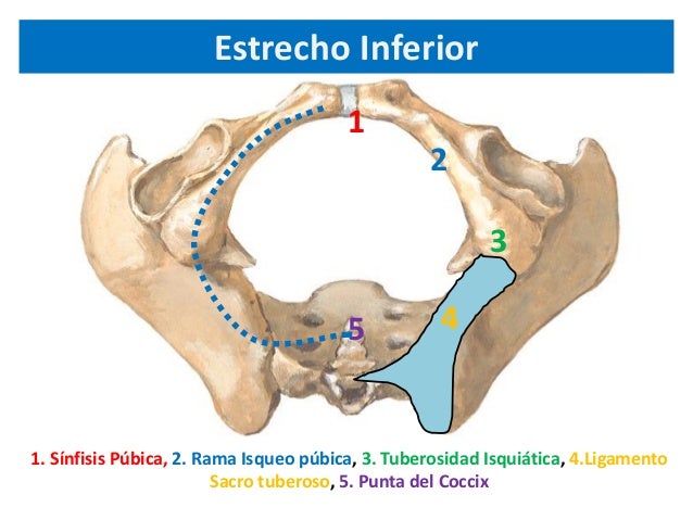 126054964 pelvis-osea-y-pelvimetria-raul-martinez-pdf