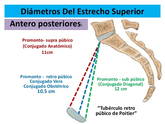 126054964 pelvis-osea-y-pelvimetria-raul-martinez-pdf