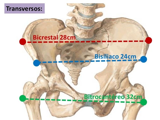 126054964 pelvis-osea-y-pelvimetria-raul-martinez-pdf